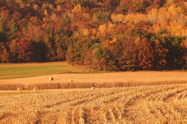 Photo Gallery - Wisconsin Fall Colors - Wolf's Vision Nature Photography