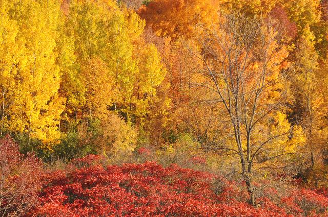 Photo Gallery - Wisconsin Fall Colors - Wolf's Vision Nature Photography