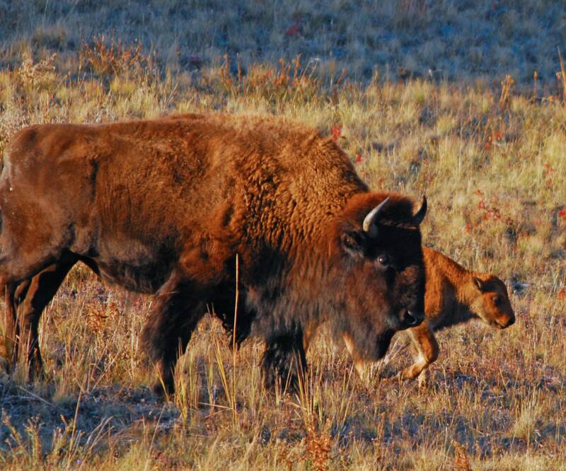 Photo Gallery - Yellowstone National Park - Wolf's Vision Nature ...