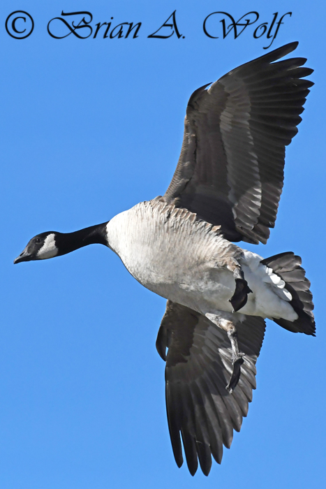 Recent Photos - Wolf's Vision Nature Photography