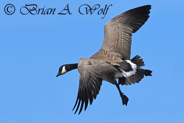 Recent Photos - Wolf's Vision Nature Photography