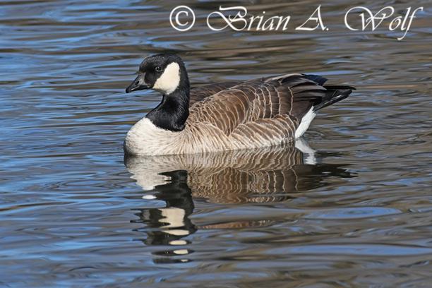 Recent Photos - Wolf's Vision Nature Photography