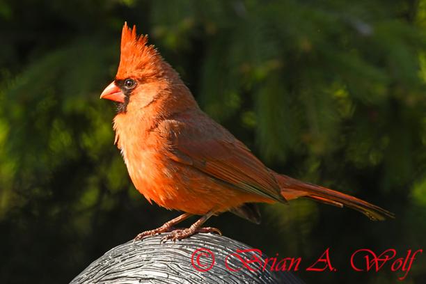 Recent Photos - Wolf's Vision Nature Photography