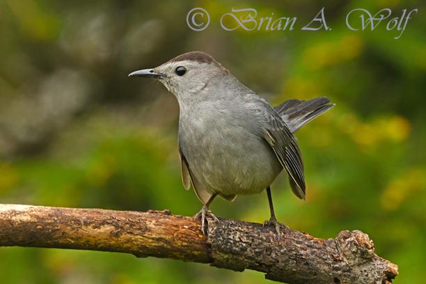 Recent Photos - Wolf's Vision Nature Photography