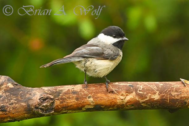 Recent Photos - Wolf's Vision Nature Photography