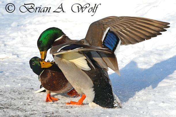 Recent Photos - Wolf's Vision Nature Photography