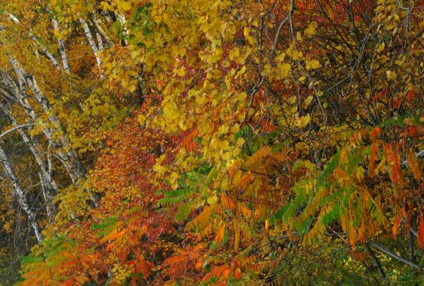 Photo Gallery - Wisconsin Fall Colors - Wolf's Vision Nature Photography
