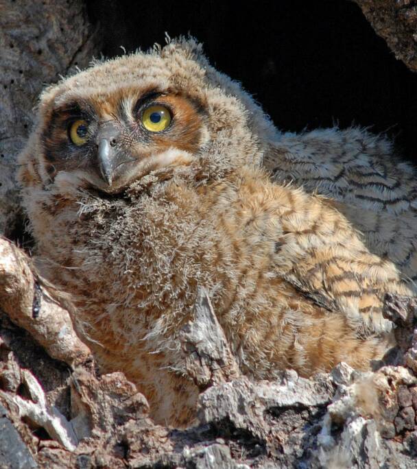 Nature Perpetual Calendar