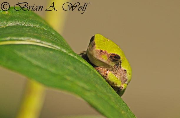 Recent Photos - Wolf's Vision Nature Photography