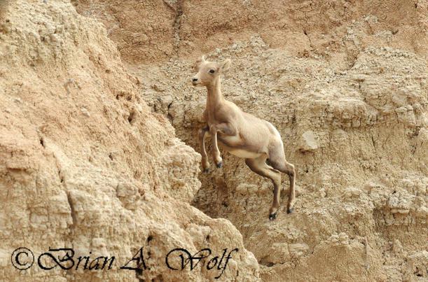 Recent Photos - Wolf's Vision Nature Photography