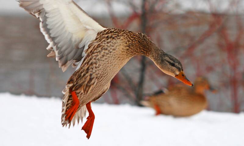 Photo Gallery - Waterfowl - Wolf's Vision Nature Photography