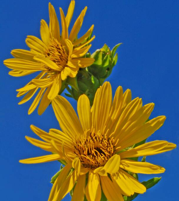 Nature Perpetual Calendar