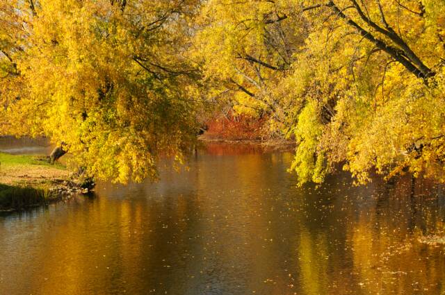 Photo Gallery - Wisconsin Fall Colors - Wolf's Vision Nature Photography