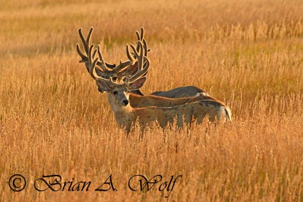 Recent Photos - Wolf's Vision Nature Photography