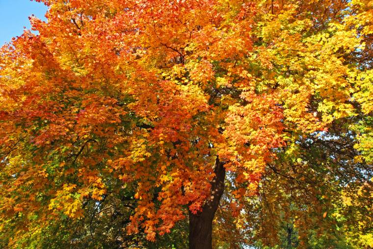 Photo Gallery - Wisconsin Fall Colors - Wolf's Vision Nature Photography