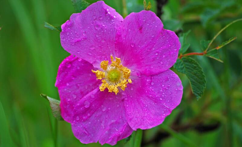 Photo Gallery - Flowers - Wolf's Vision Nature Photography