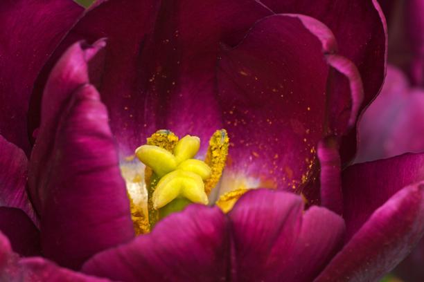 Recent Photos - Wolf's Vision Nature Photography