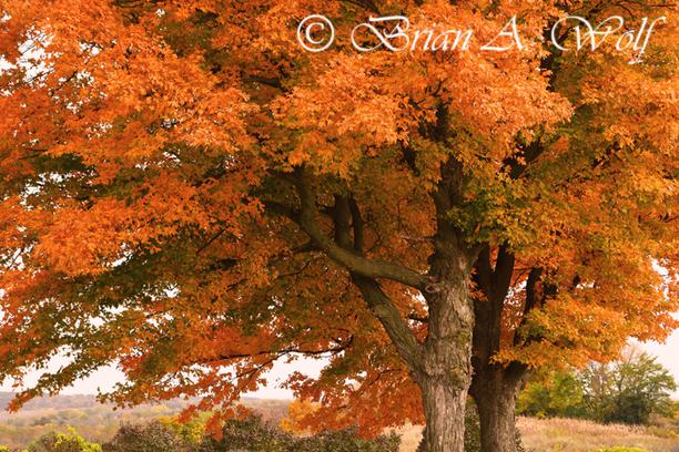 Recent Photos - Wolf's Vision Nature Photography