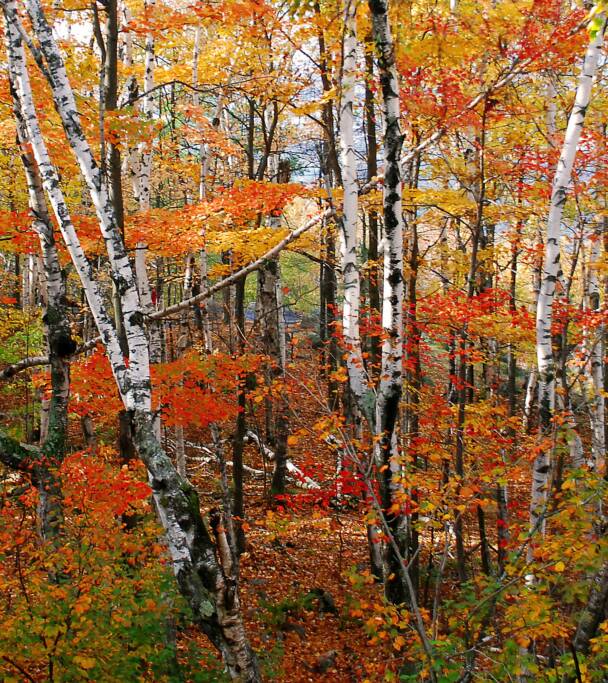 Nature Perpetual Calendar