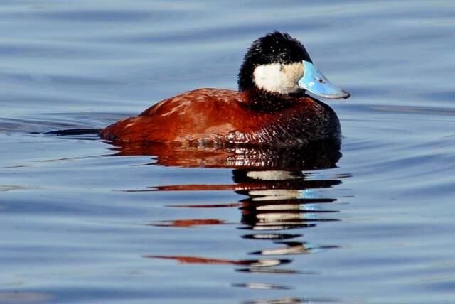 Photo Gallery - Waterfowl - Wolf's Vision Nature Photography