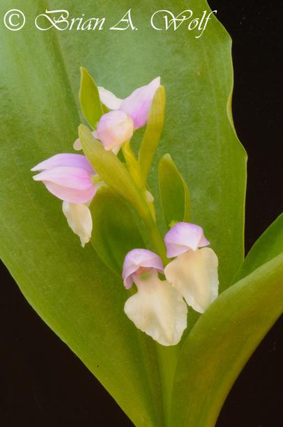 Recent Photos - Wolf's Vision Nature Photography