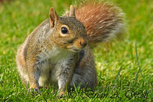 Recent Photos - Wolf's Vision Nature Photography