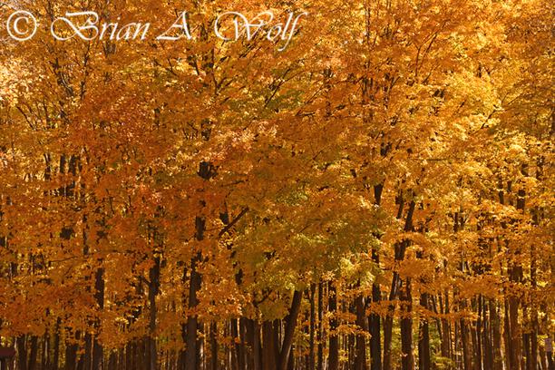 Recent Photos - Wolf's Vision Nature Photography