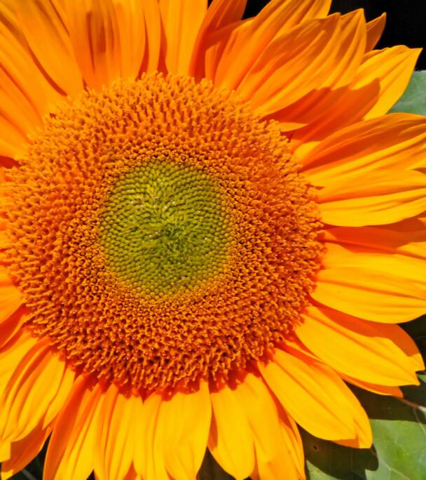 Nature Perpetual Calendar