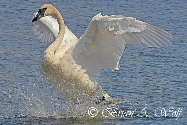 Recent Photos - Wolf's Vision Nature Photography