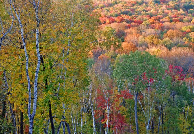 Photo Gallery - Wisconsin Fall Colors - Wolf's Vision Nature Photography