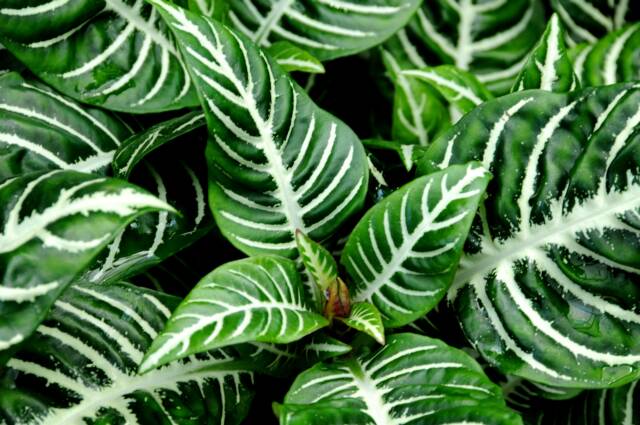 Photo Gallery - Flowers - Wolf's Vision Nature Photography