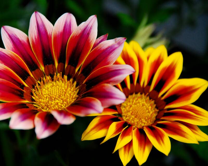 Photo Gallery - Flowers - Wolf's Vision Nature Photography